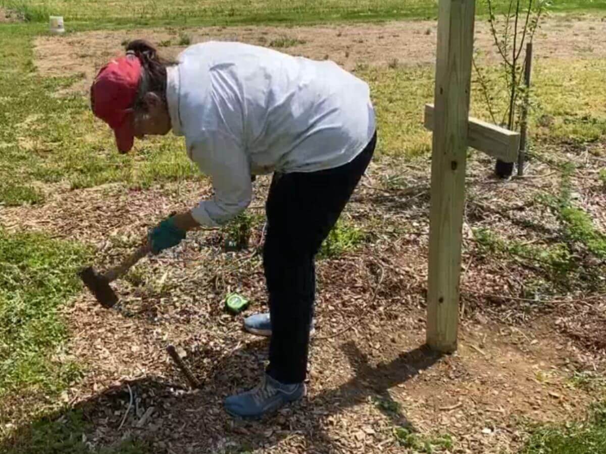 How to Build a T-Trellis for Raspberries and Blackberries (Step-by-Step ...