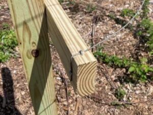 How to Build a T-Trellis for Raspberries and Blackberries (Step-by-Step ...